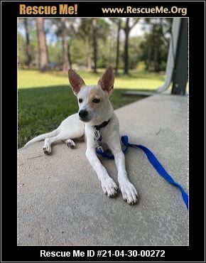 - Florida Jack Russell Rescue - ADOPTIONS - Rescue Me!