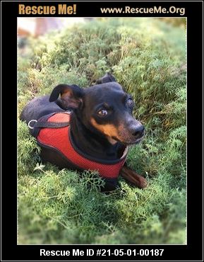 - California Miniature Pinscher Rescue - ADOPTIONS - Rescue Me!