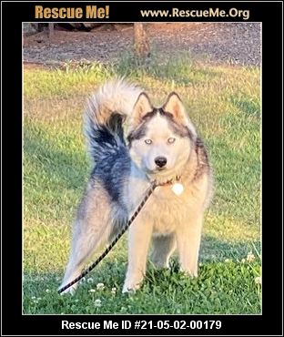 - California Siberian Husky Rescue - ADOPTIONS - Rescue Me!
