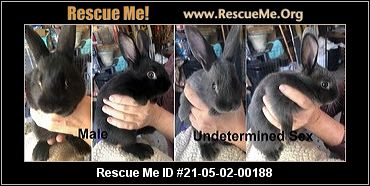 - Illinois Rabbit Rescue - ADOPTIONS - Rescue Me!