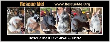 - Illinois Rabbit Rescue - ADOPTIONS - Rescue Me!