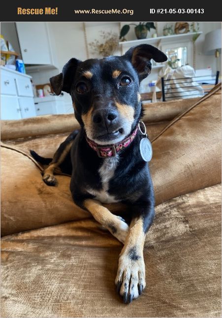 ADOPT 21050300143 ~ Miniature Pinscher Rescue ~ Los Angeles, CA
