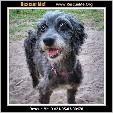 - Florida Poodle Rescue - ADOPTIONS - Rescue Me!