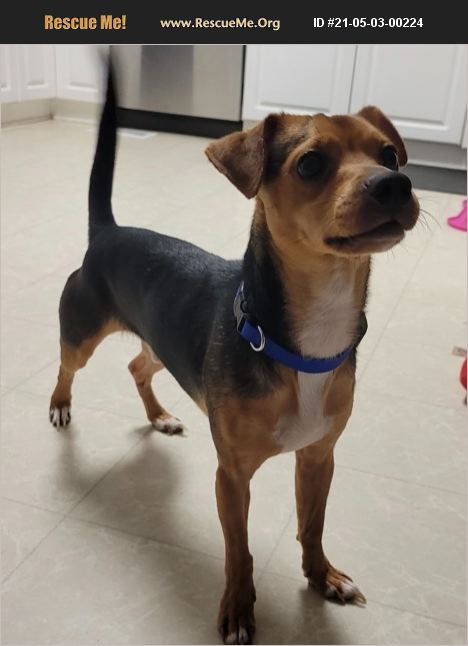 ADOPT 21050300224 ~ Yorkie Rescue ~ Zuni, VA