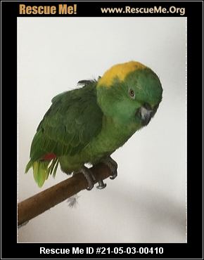 - Washington Pet Bird Rescue - ADOPTIONS - Rescue Me!