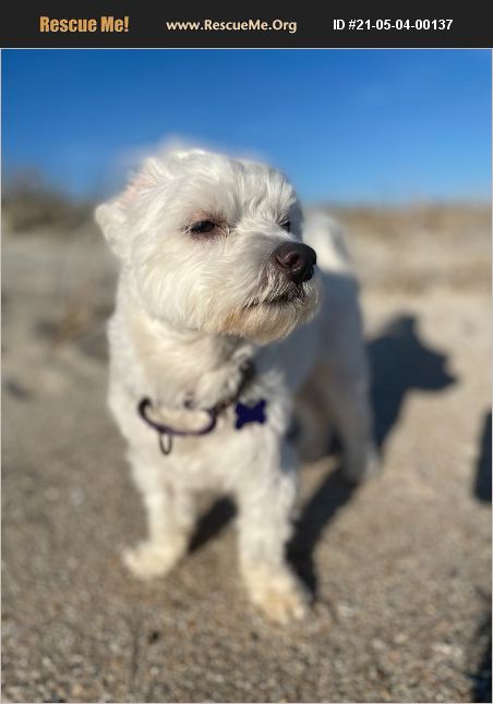 ADOPT 21050400137 ~ Maltese Rescue ~ Youngsville, NC