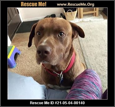 - Colorado Lab Rescue - ADOPTIONS - Rescue Me!