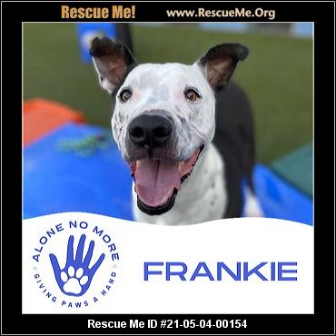 - Arizona Bull Terrier Rescue - ADOPTIONS - Rescue Me!