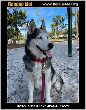 - Florida Siberian Husky Rescue - ADOPTIONS - Rescue Me!