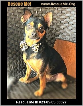 - California Miniature Pinscher Rescue - ADOPTIONS - Rescue Me!