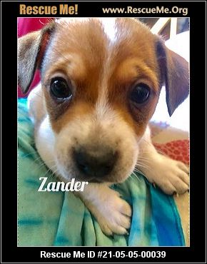 - California Jack Russell Rescue - ADOPTIONS - Rescue Me!