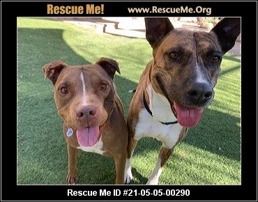- Arizona Pit Bull Rescue - ADOPTIONS - Rescue Me!