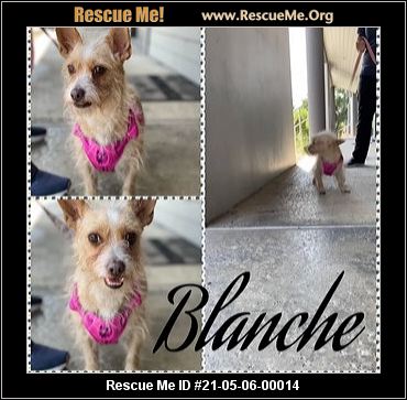 - California Jack Russell Rescue - ADOPTIONS - Rescue Me!