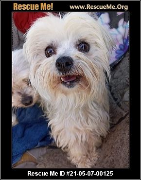- California Maltese Rescue - ADOPTIONS - Rescue Me!