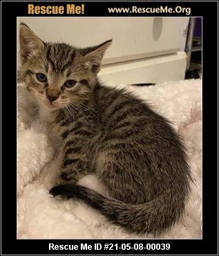 - Florida Cat Rescue - ADOPTIONS - Rescue Me!