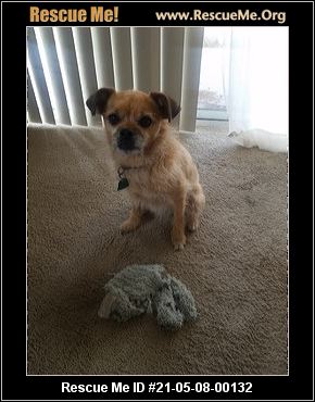 - Arizona Pomeranian Rescue - ADOPTIONS - Rescue Me!