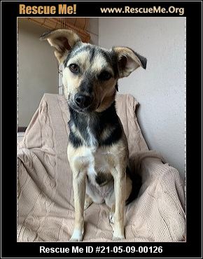 - California Jack Russell Rescue - ADOPTIONS - Rescue Me!
