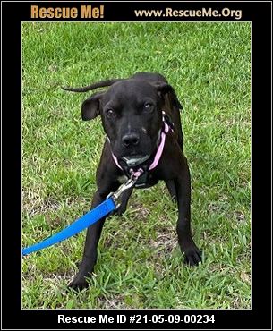 - Texas Pit Bull Rescue - ADOPTIONS - Rescue Me!