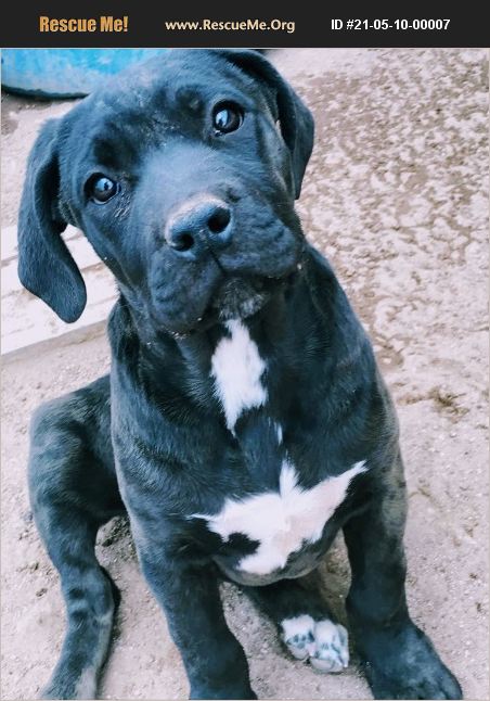 ADOPT 21051000007 ~ Boxer Rescue ~ Rancho Cucamonga, CA