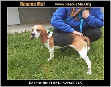 - Ohio Beagle Rescue - ADOPTIONS - Rescue Me!