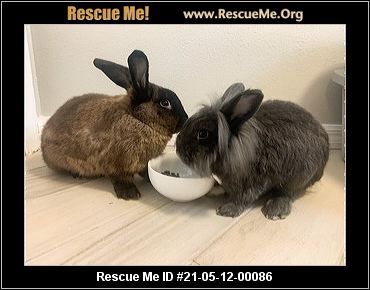 - Florida Rabbit Rescue - ADOPTIONS - Rescue Me!