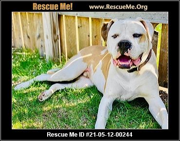 - Colorado Dog Rescue - ADOPTIONS - Rescue Me!