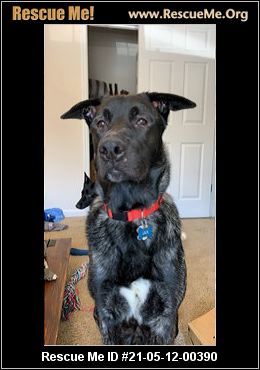 - Alabama Dog Rescue - ADOPTIONS - Rescue Me!