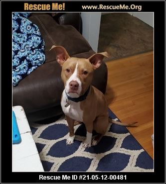 - Virginia Dog Rescue - ADOPTIONS - Rescue Me!