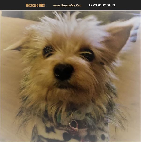 ADOPT 21051200489 ~ Yorkie Rescue ~ Phoenix, AZ