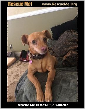 - California Miniature Pinscher Rescue - ADOPTIONS - Rescue Me!