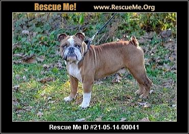 - New Jersey Bulldog Rescue - ADOPTIONS - Rescue Me!