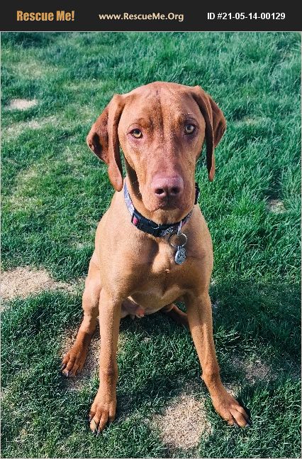 ADOPT 21051400129 ~ Vizsla Rescue ~ Billings, MT