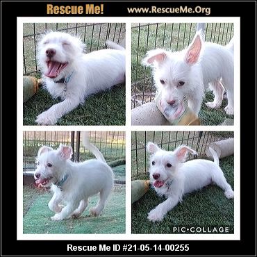 - Arizona Corgi Rescue - ADOPTIONS - Rescue Me!