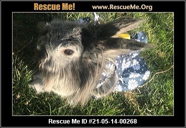 - Virginia Rabbit Rescue - ADOPTIONS - Rescue Me!