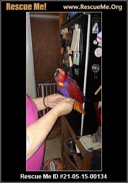 - Pennsylvania Pet Bird Rescue - ADOPTIONS - Rescue Me!