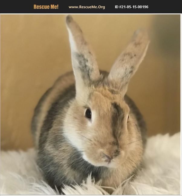 ADOPT 21051500196 ~ Rabbit Rescue ~ Miami, FL