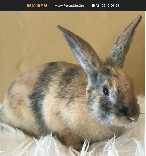 ADOPT 21051500198 ~ Rabbit Rescue ~ Miami, FL