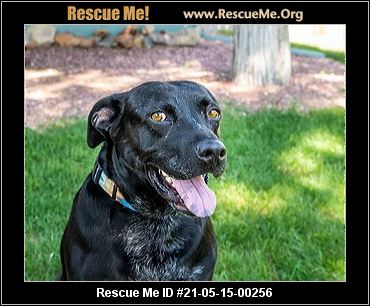 - Colorado Lab Rescue - ADOPTIONS - Rescue Me!