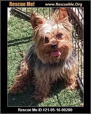 - California Yorkie Rescue - ADOPTIONS - Rescue Me!