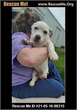 - Washington Corgi Rescue - ADOPTIONS - Rescue Me!