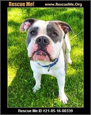 - Ohio Bulldog Rescue - ADOPTIONS - Rescue Me!