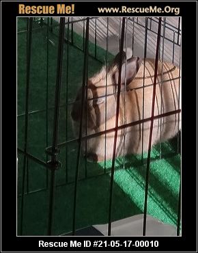 - Washington Rabbit Rescue - ADOPTIONS - Rescue Me!