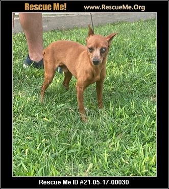 - Texas Miniature Pinscher Rescue - ADOPTIONS - Rescue Me!