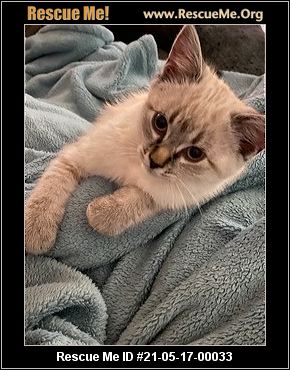 - Florida Cat Rescue - ADOPTIONS - Rescue Me!