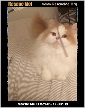 - New Jersey Cat Rescue - ADOPTIONS - Rescue Me!