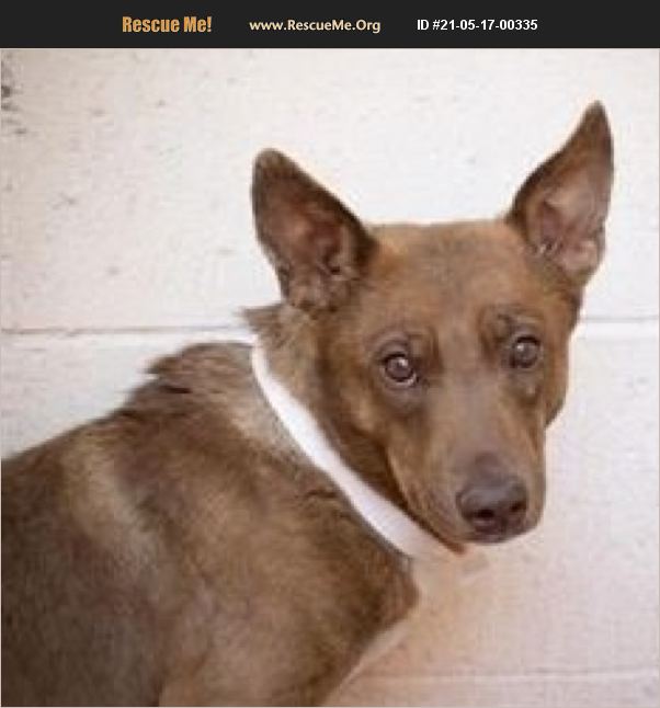 ADOPT 21051700335 ~ Australian Kelpie Rescue ~ Maricopa County, AZ