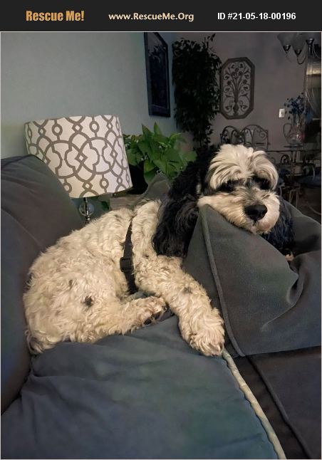 ADOPT 21051800196 ~ Cockapoo Rescue ~ Cape Coral, FL