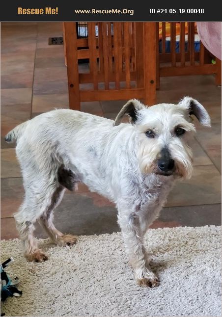 ADOPT 21051900048 ~ Schnauzer Rescue ~ Lincoln, NE