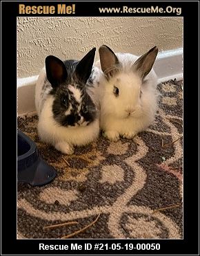 - Pennsylvania Rabbit Rescue - ADOPTIONS - Rescue Me!