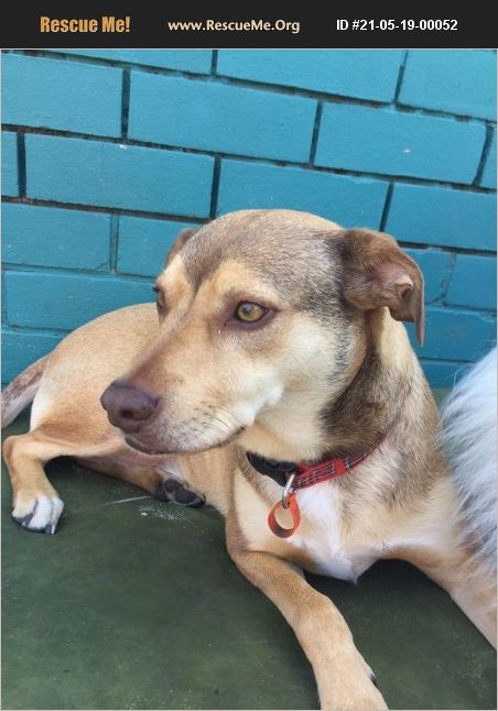 ADOPT 21051900052 ~ Australian Kelpie Rescue ~ Perth, WA